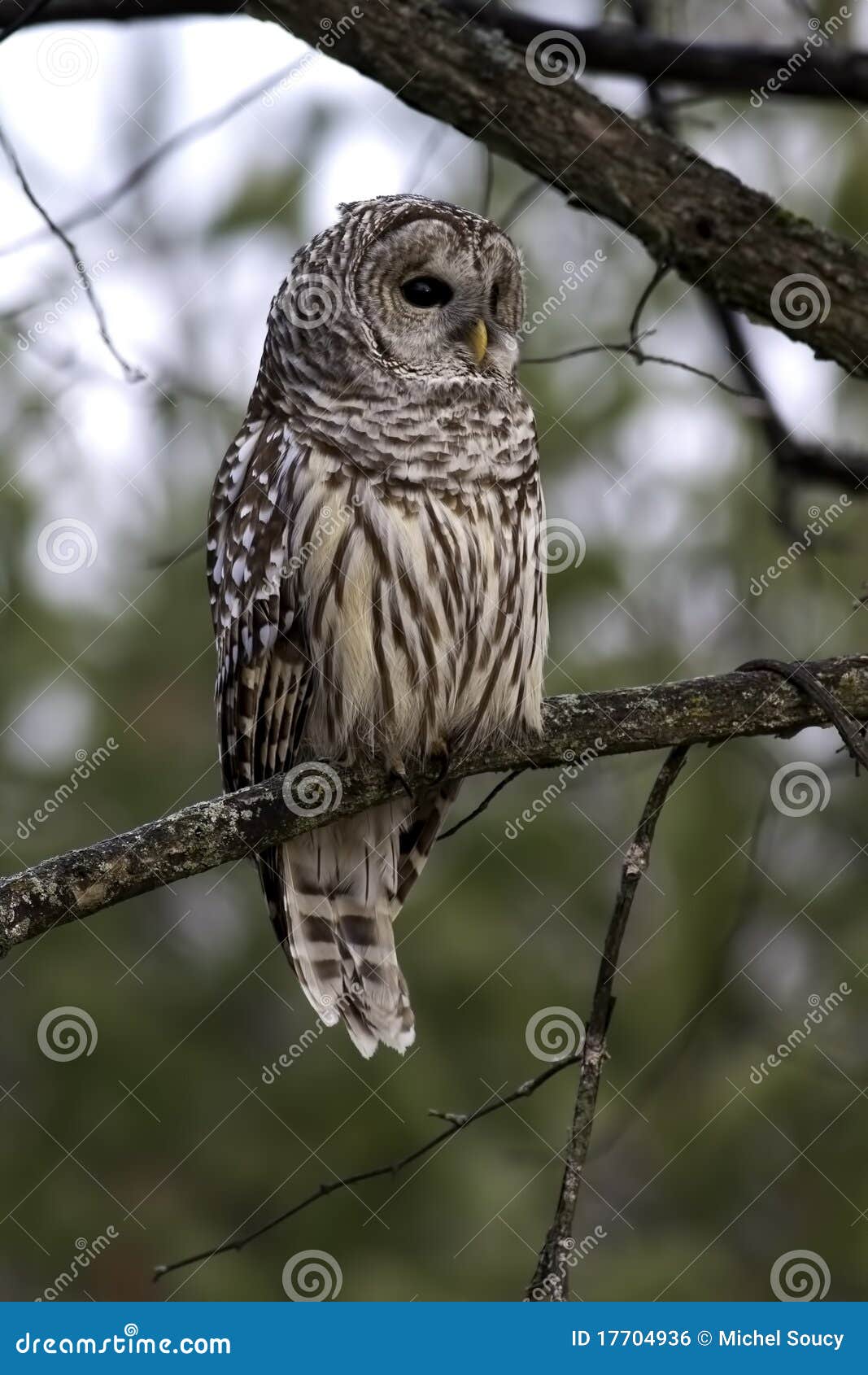 Búho Barrado En La Salida Del Sol. Foto de archivo - Imagen de pico ...