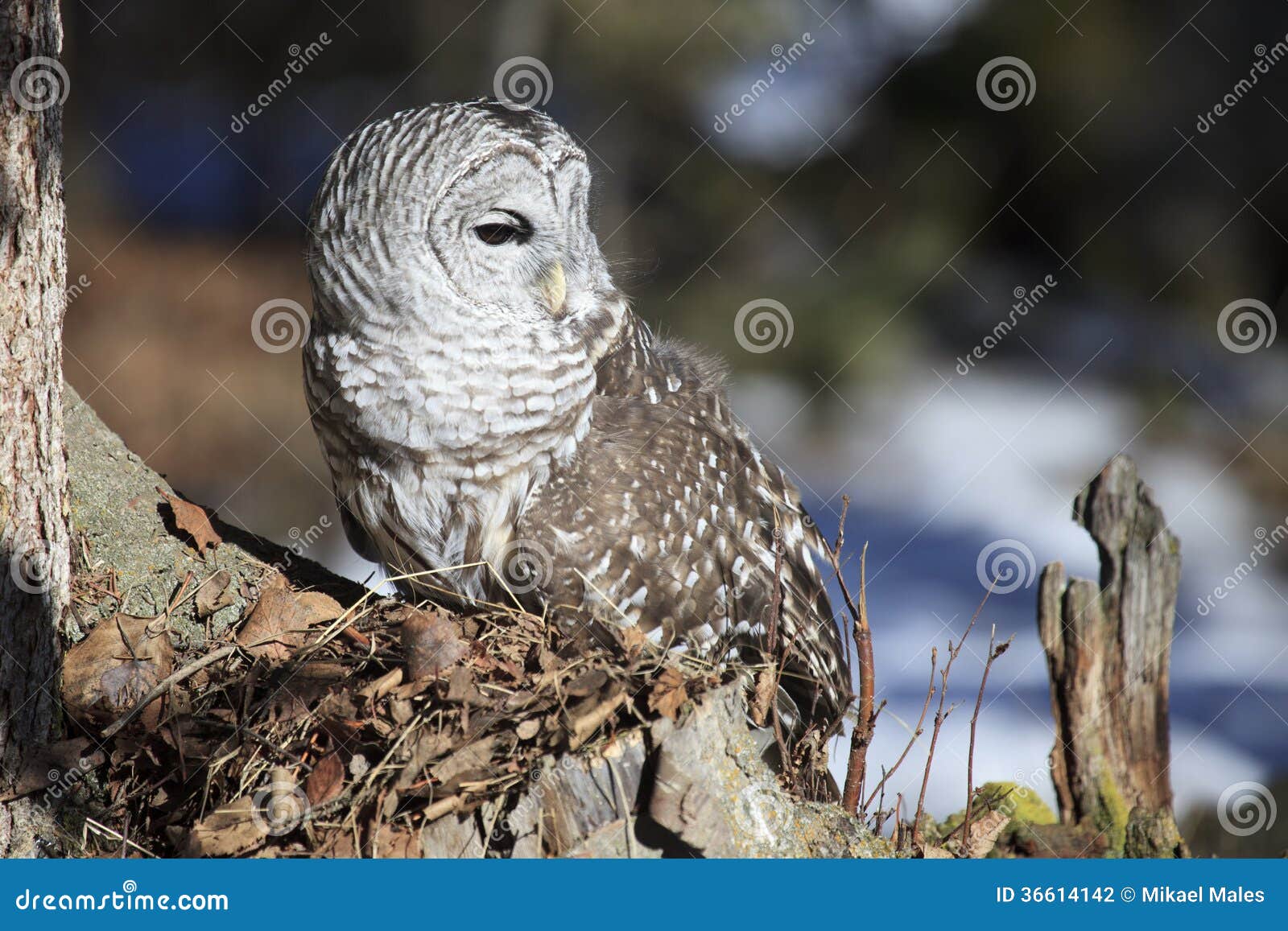 Búho Barrado En Modo De Retrato Foto de archivo - Imagen de bosque ...