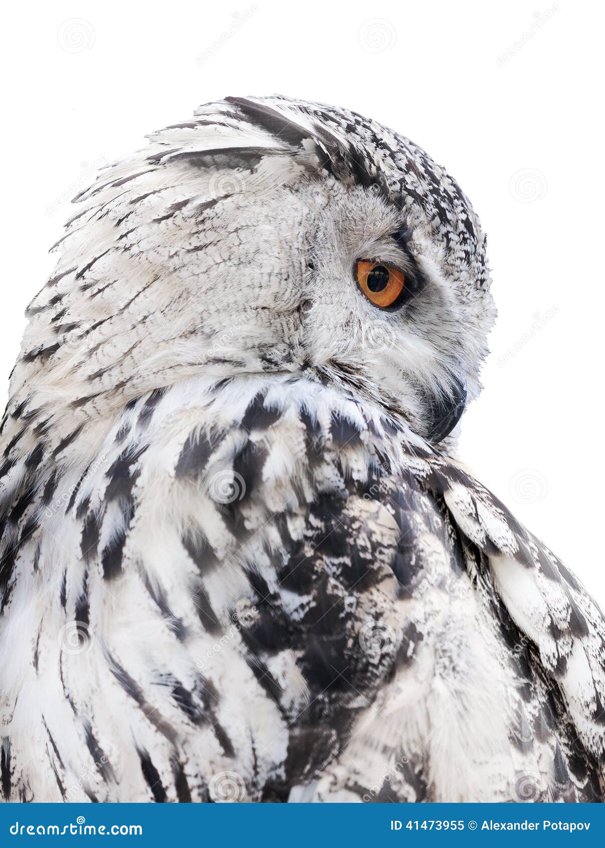 Búho Blanco Y Negro Aislado Imagen de archivo - Imagen de presa ...