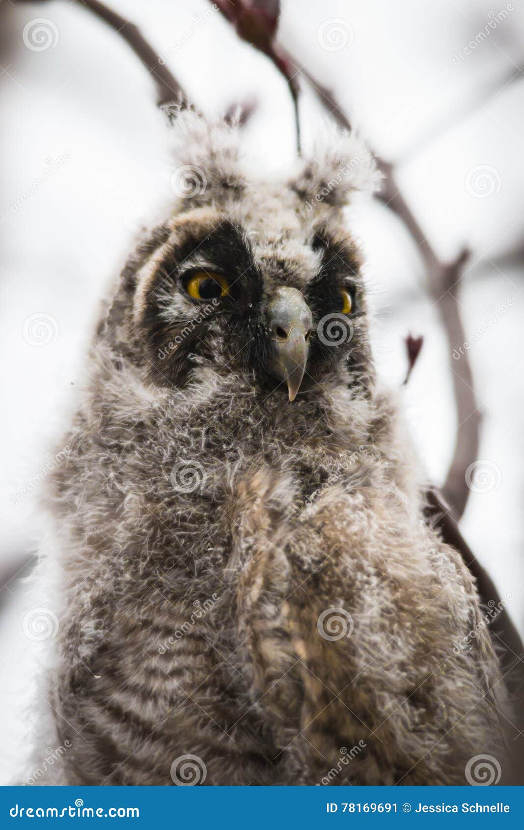 Búho Curioso Del Bebé En Rama Imagen de archivo - Imagen de novato ...