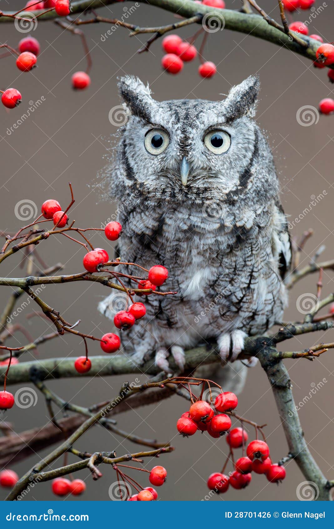 Búho de chillido foto de archivo. Imagen de arbolado - 28701426