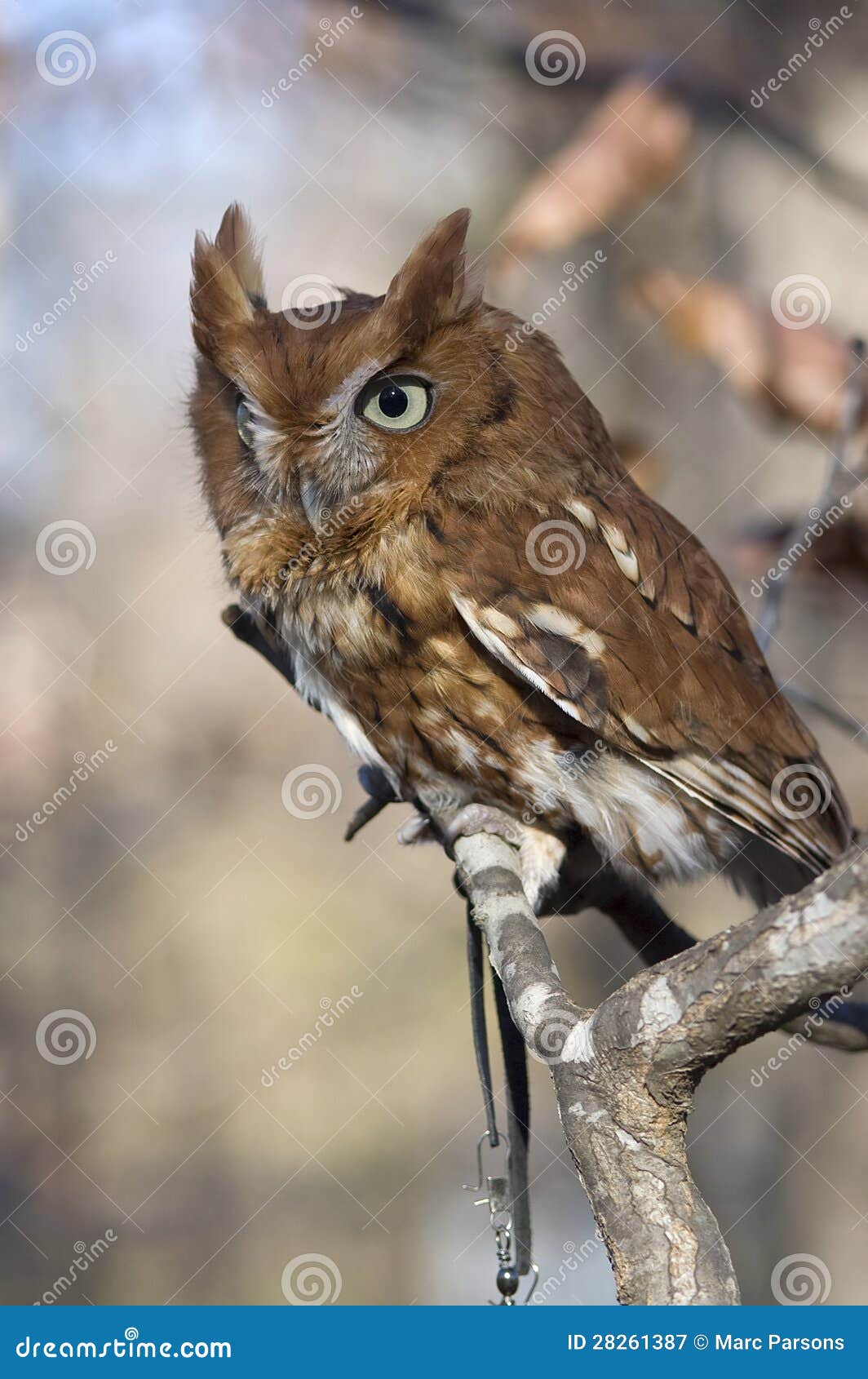 Búho de chillido del este imagen de archivo. Imagen de oriente - 28261387