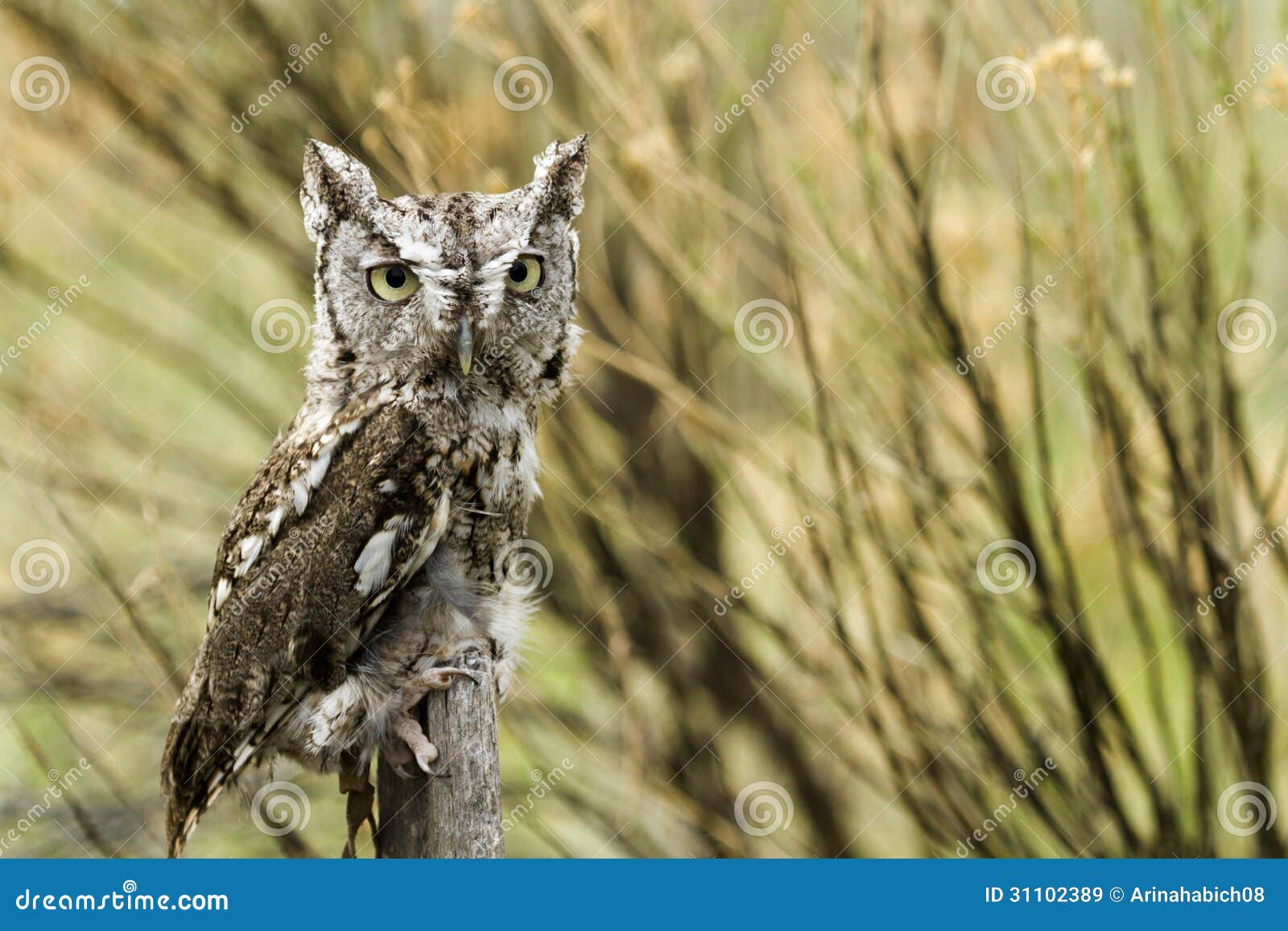 Búho De Chillido Occidental Imagen de archivo - Imagen de animales ...
