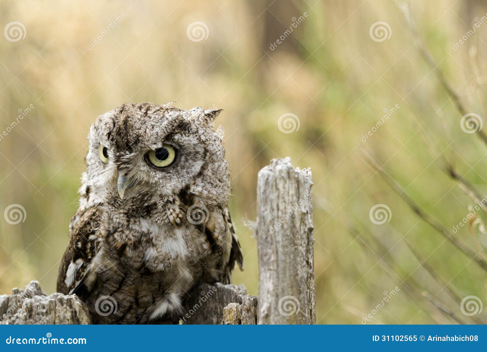 Búho De Chillido Occidental Imagen de archivo - Imagen de animal ...