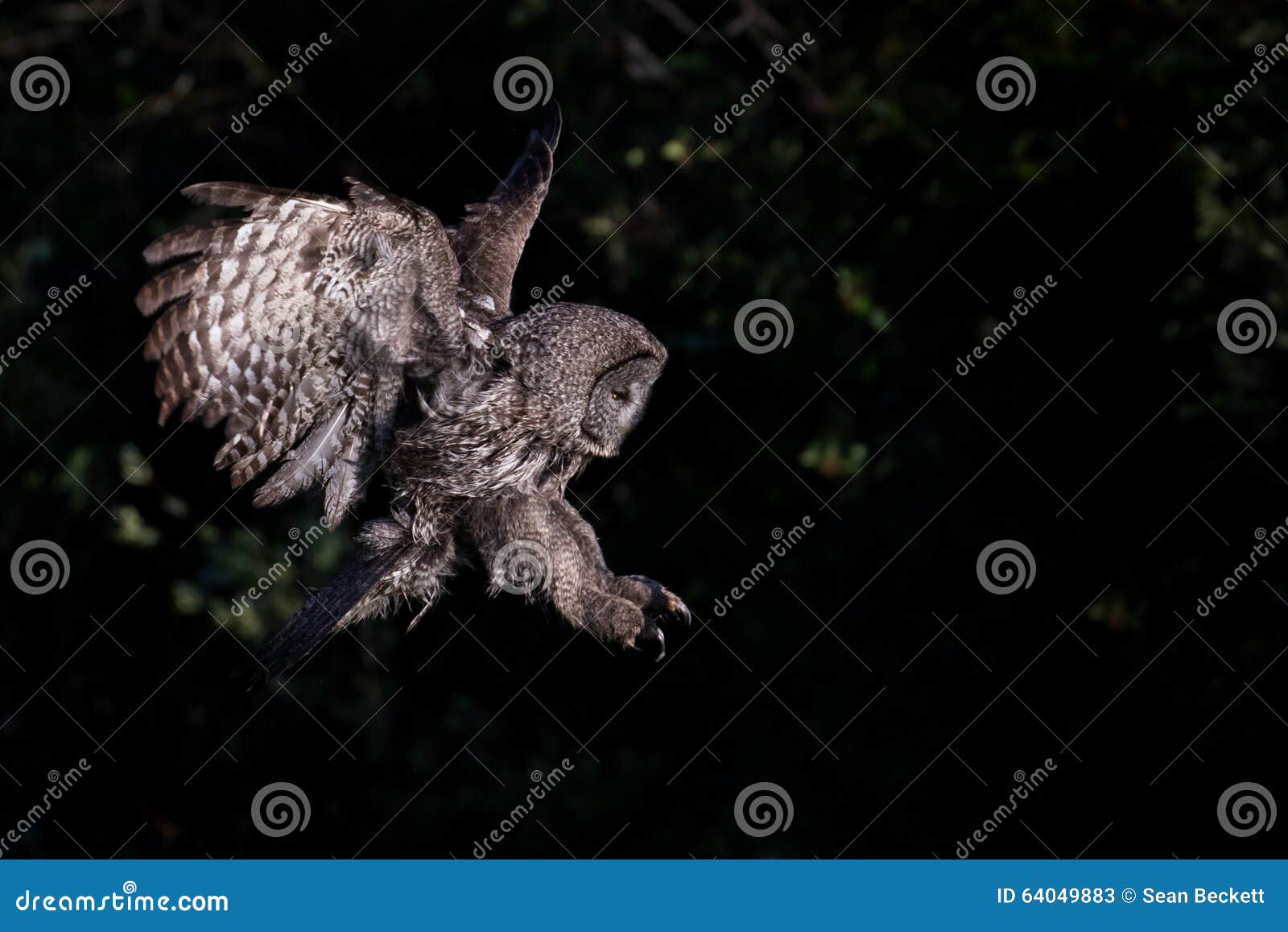 Búho De Gran Gris Listo Para Atacar Imagen de archivo - Imagen de alas ...