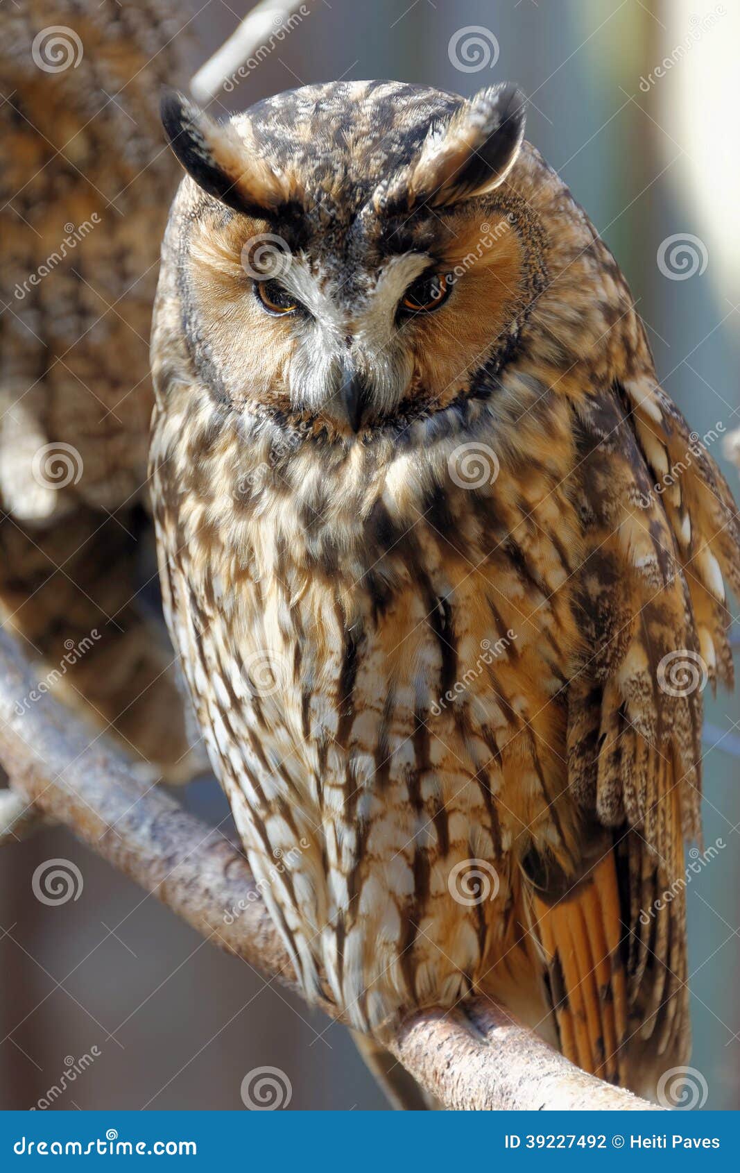 Búho de orejas alargadas foto de archivo. Imagen de cubo - 39227492