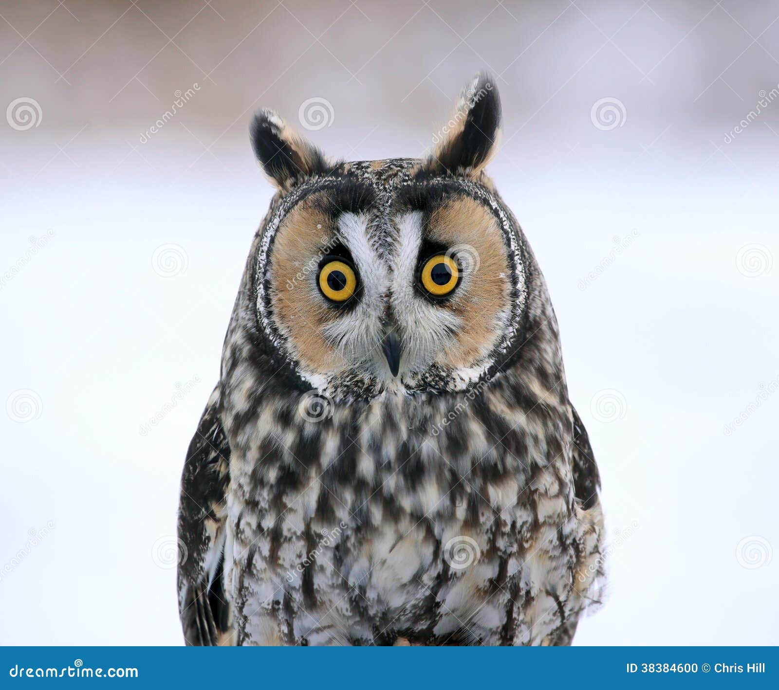 Búho De Orejas Alargadas Cara a Cara Foto de archivo - Imagen de ...