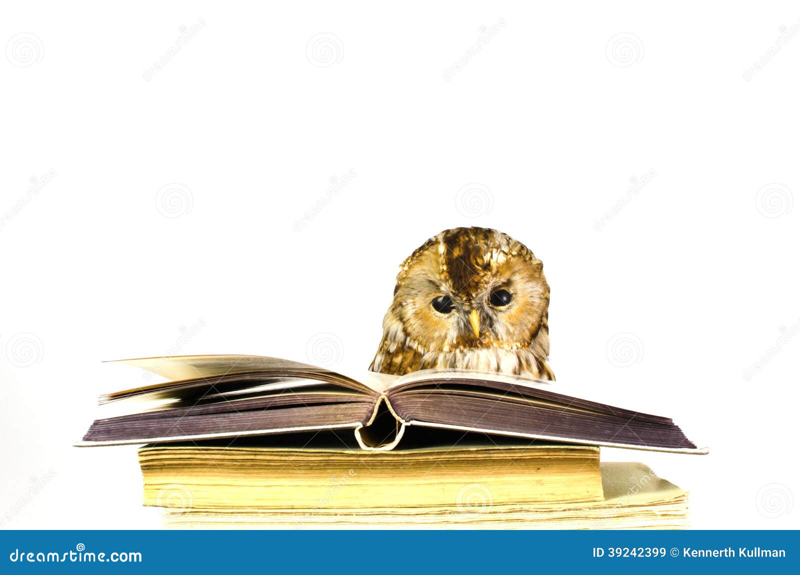 Búho en una pila de libros imagen de archivo. Imagen de mirando - 39242399