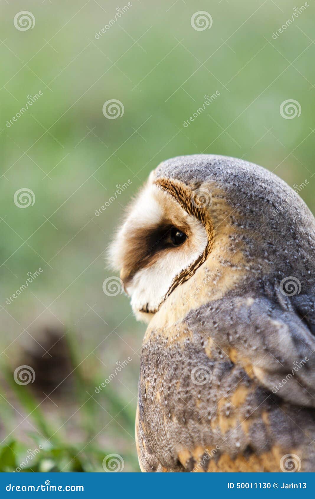 Búho Hermoso - Tyto Alba, Lechuza Común Foto de archivo - Imagen de ...