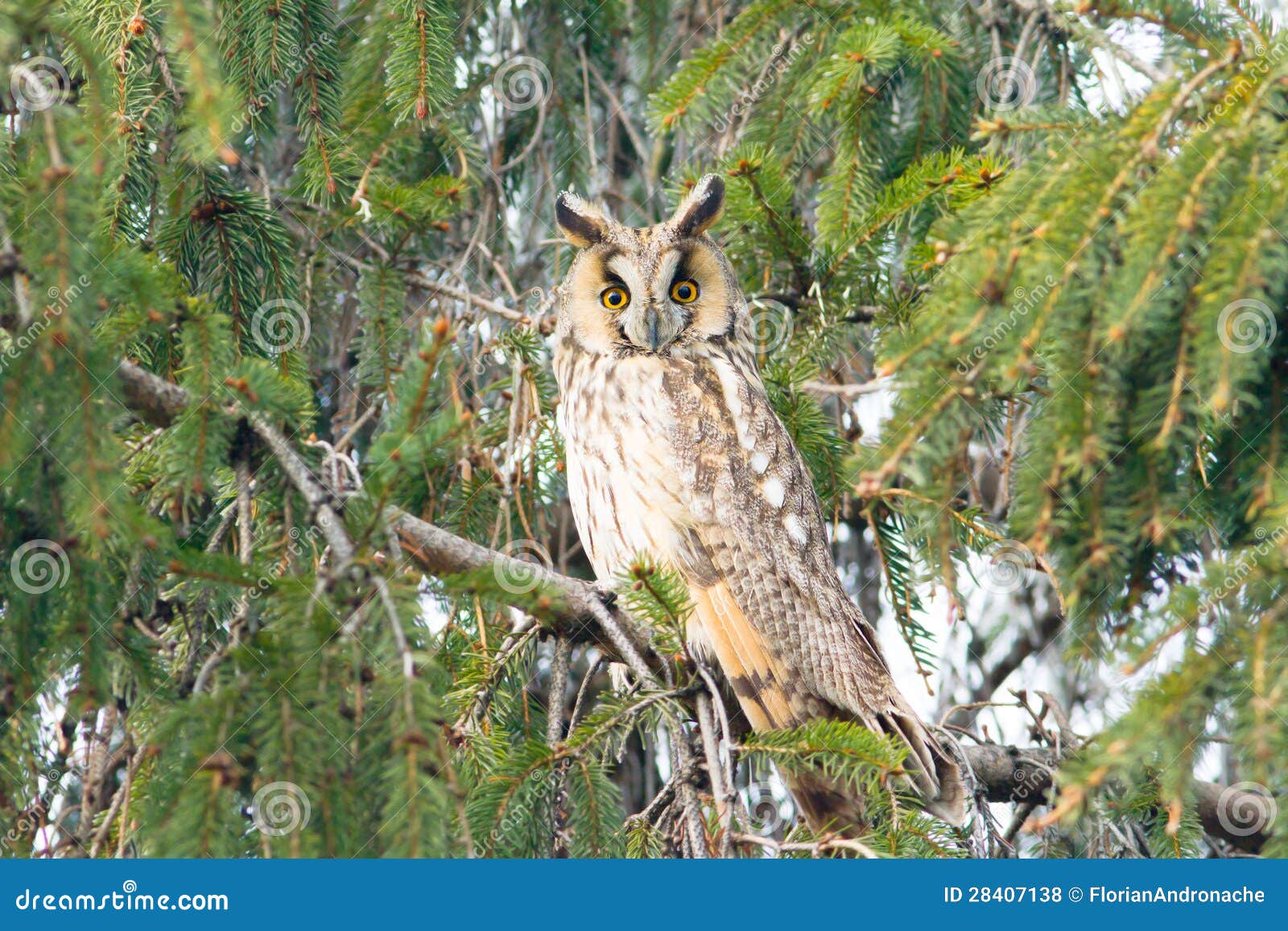 Búho Largo-espigado (otus Del Asio) Foto de archivo - Imagen de plumaje ...