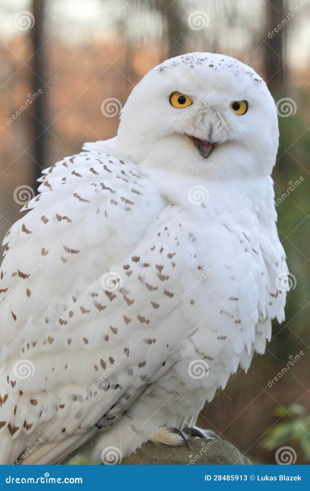 Búho Nevado imagen de archivo. Imagen de sentada, cubo - 28485913