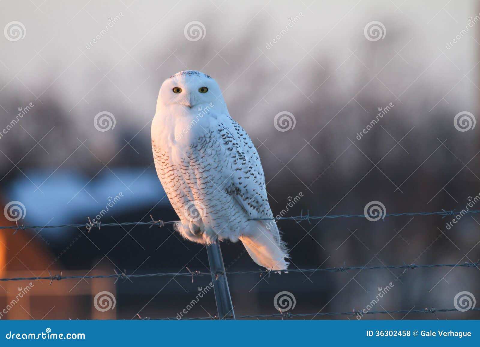 Búho Nevado foto de archivo. Imagen de travieso, salvaje - 36302458
