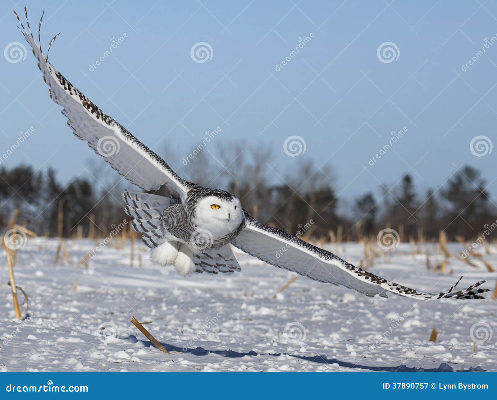 Búho Nevado imagen de archivo. Imagen de fauna, pico - 37890757
