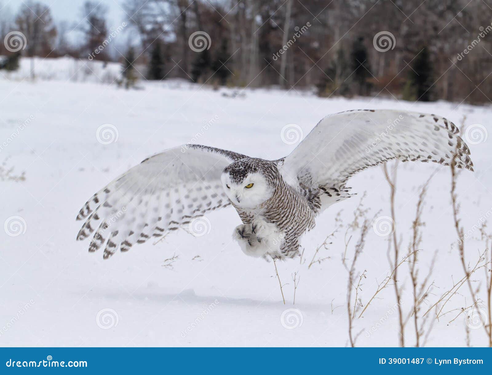 Búho Nevado imagen de archivo. Imagen de garras, presa - 39001487