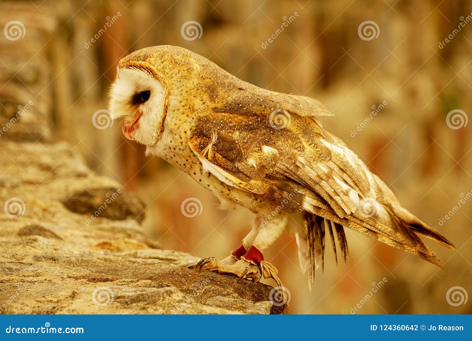 Búho Nevado en Ecuador foto de archivo. Imagen de nevoso - 124360642