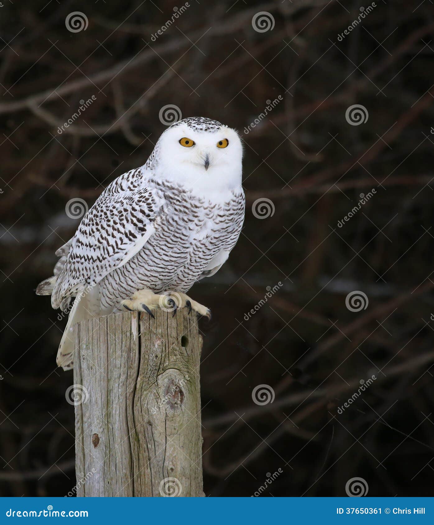 Búho Nevado en posts imagen de archivo. Imagen de fauna - 37650361