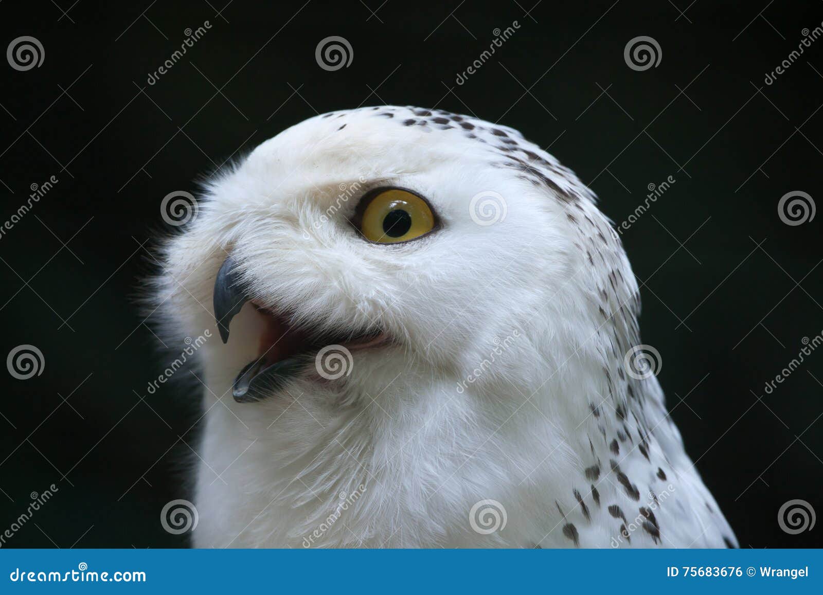 Búho Nevado (scandiacus Del Bubón) Foto de archivo - Imagen de buho ...
