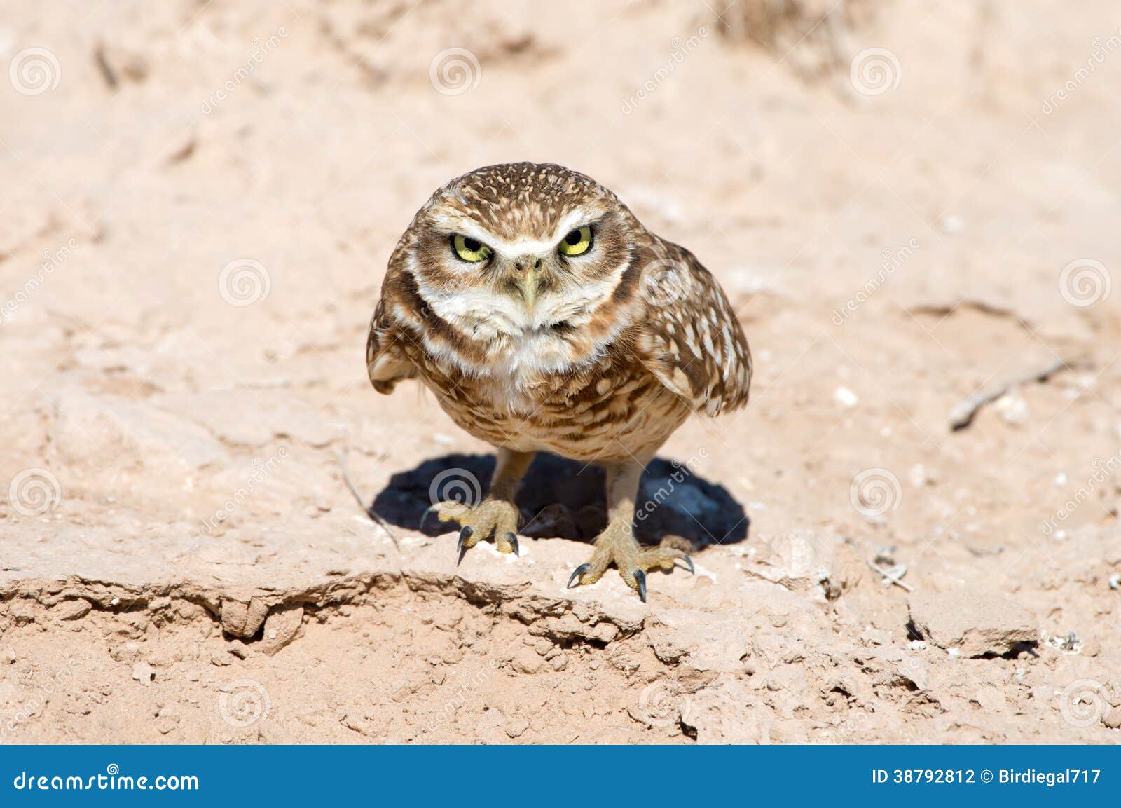 Búho Que Cavara De Mirada Serio Foto de archivo - Imagen de buho, fauna ...