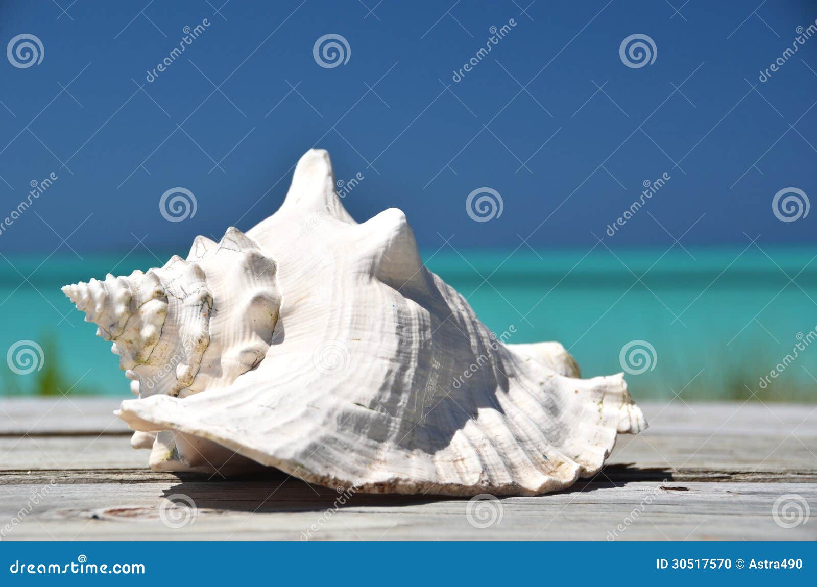 Búzio contra o oceano foto de stock. Imagem de tropical - 30517570