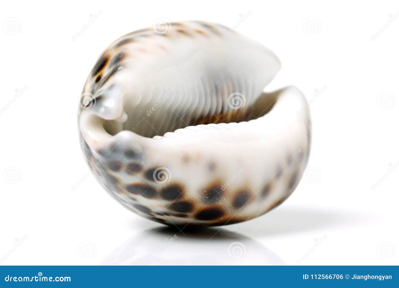 Búzio do mar foto de stock. Imagem de projeto, fileira - 112566706