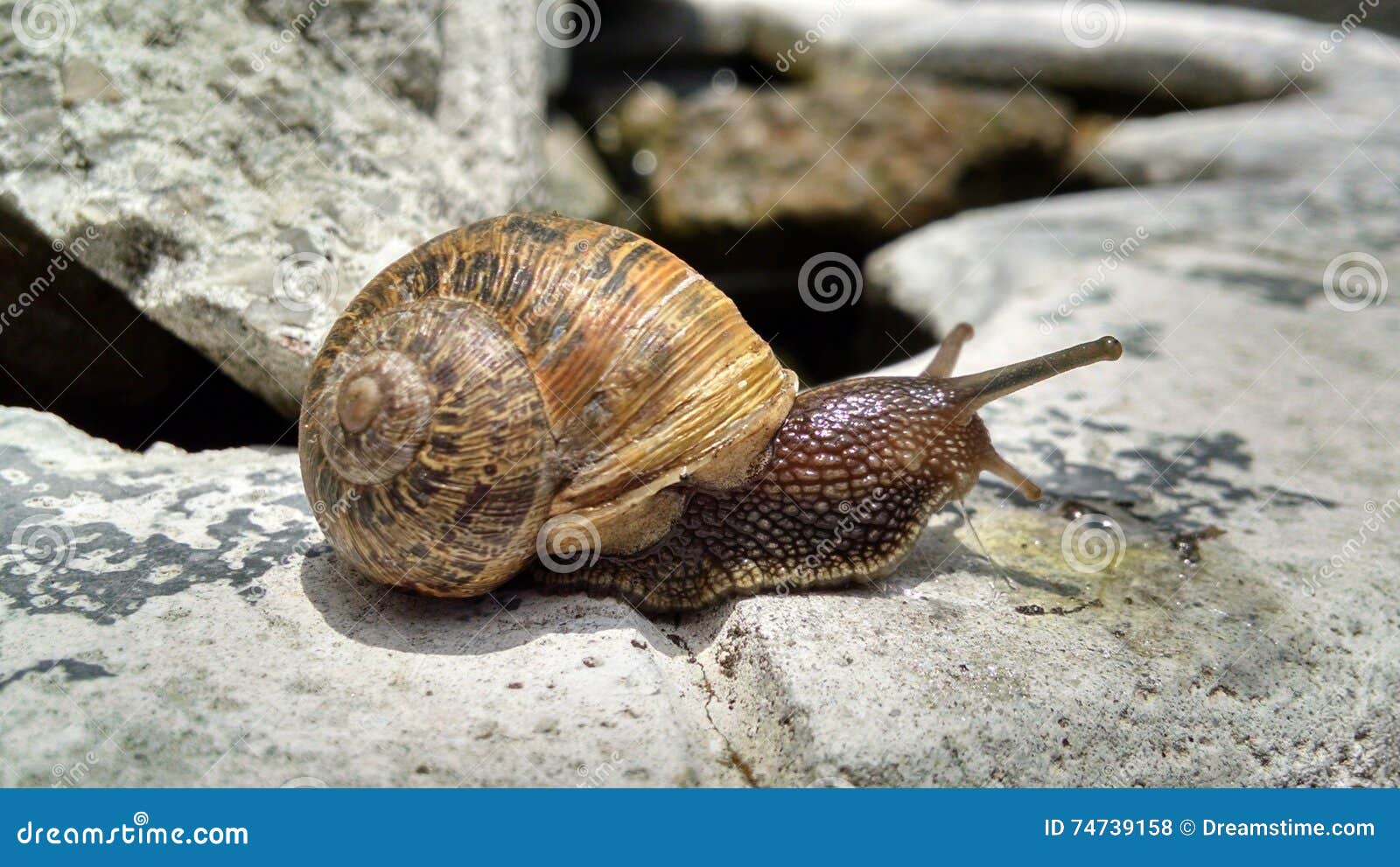 imagens de stock Búzio - Baixe 2,745 Royalty Free