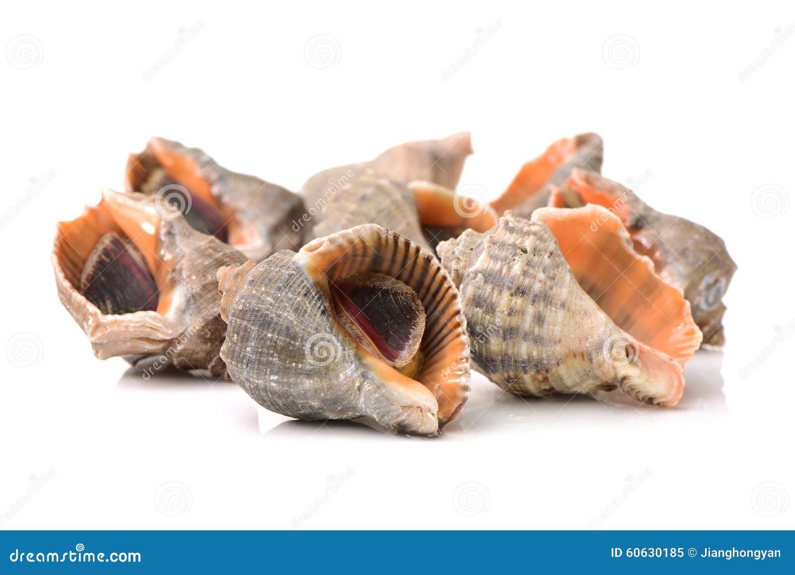 Búzio vivo imagem de stock. Imagem de gostoso, detalhe - 60630185