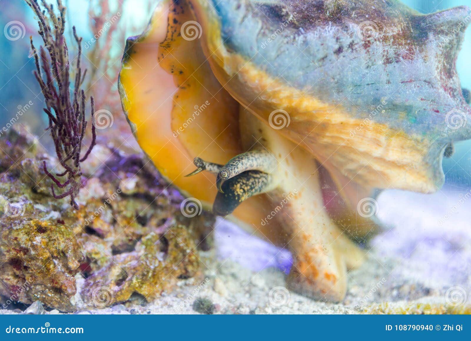 Búzio, vivo no shell foto de stock. Imagem de caracol - 108790940