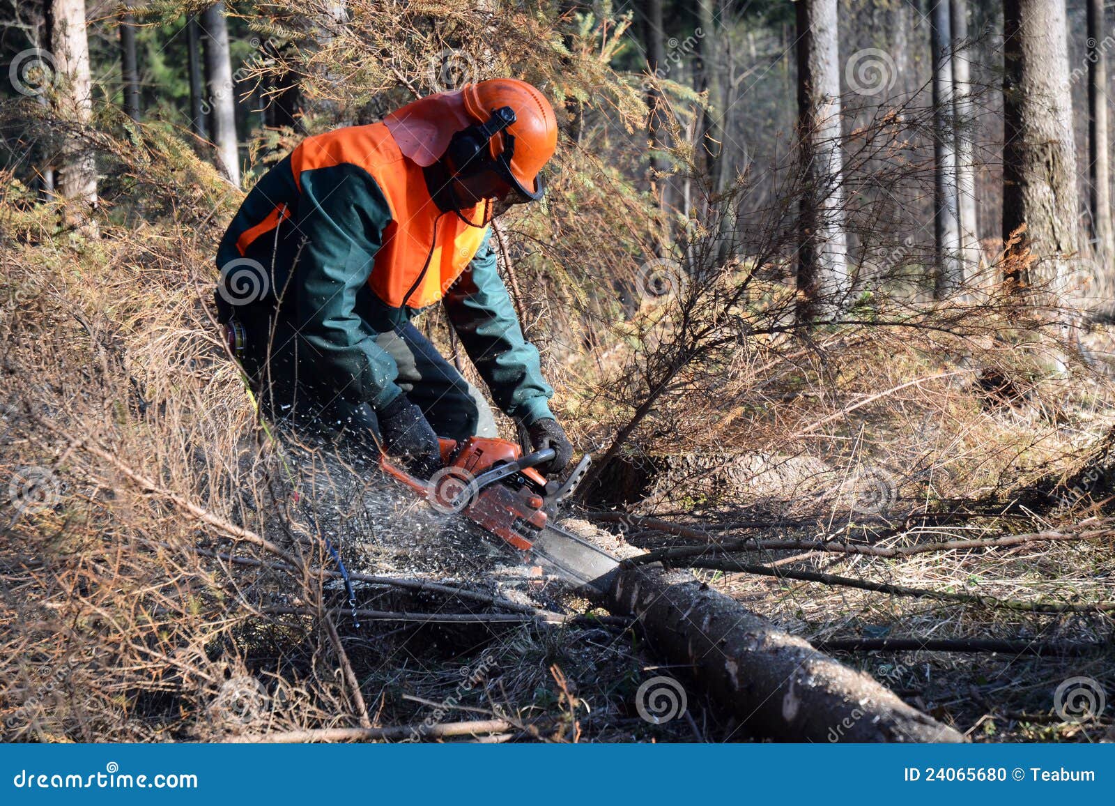 Bûcheron, travail de forêt photo stock. Image du forêt - 24065680