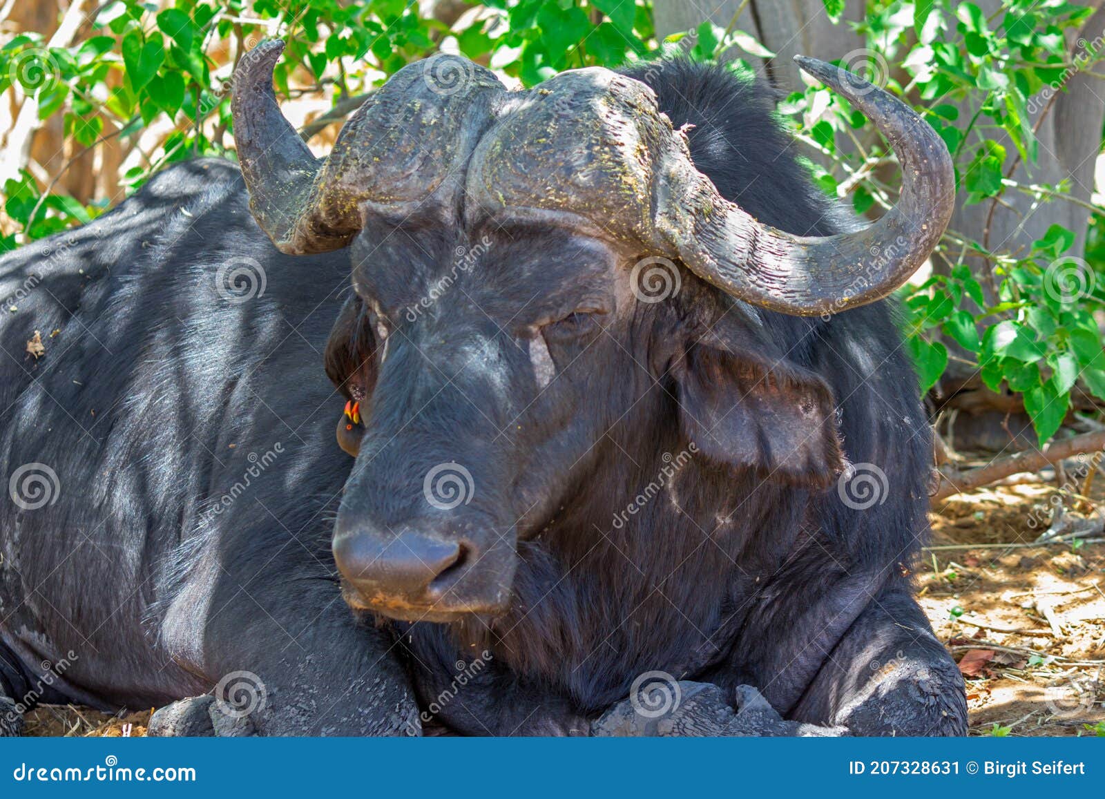 Sleeping Buffalo in the Bush on the Chobe River. Stock Image - Image of ...
