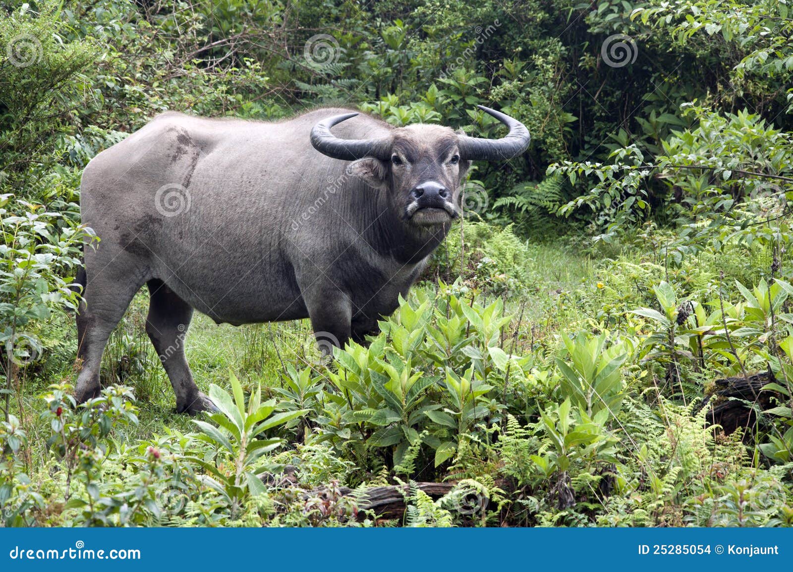 Büffel, Der Im Wald Steht Und Zu Einer Kamera Schaut Stockfoto - Bild ...