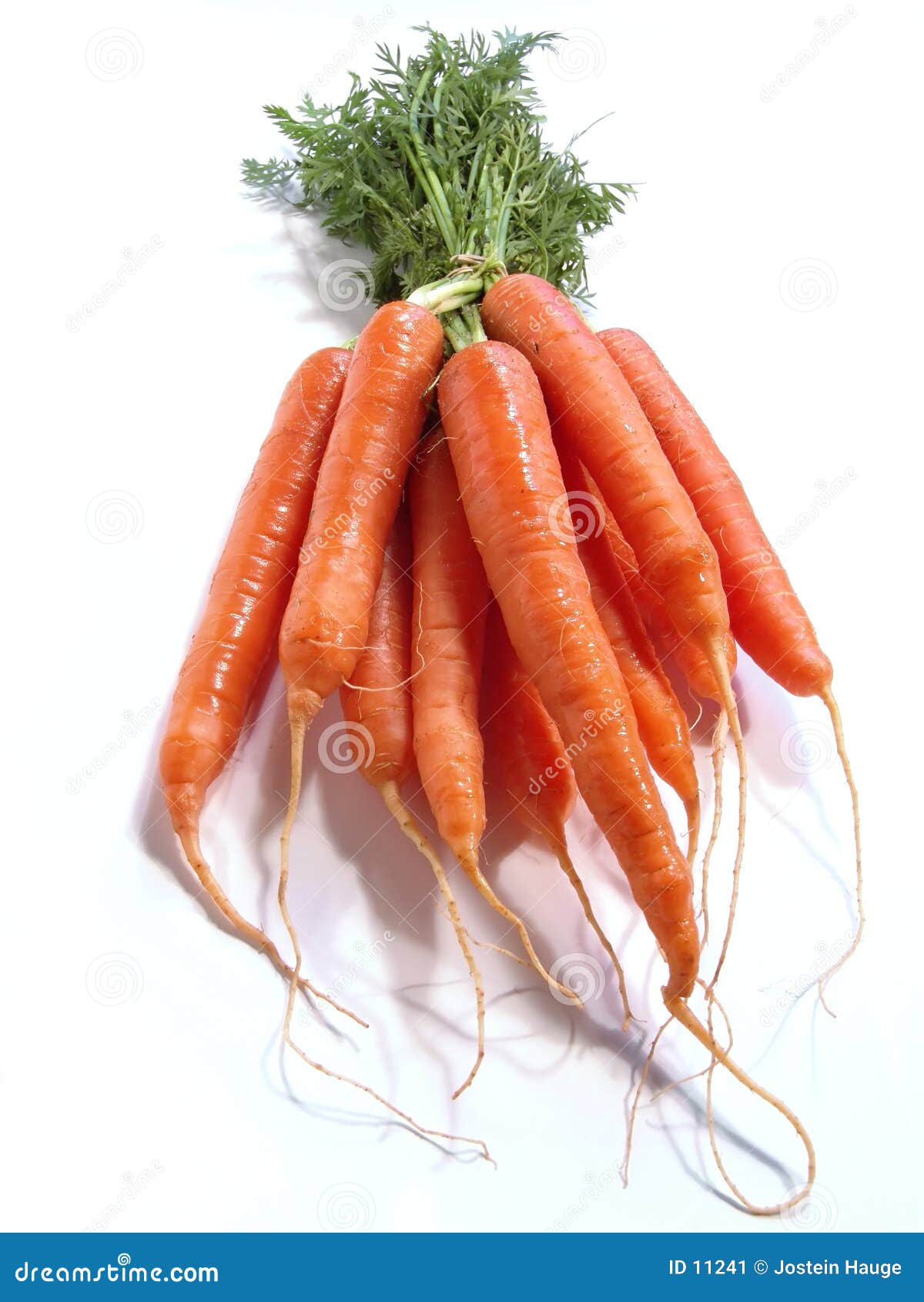 Bündel Karotten stockbild. Bild von frisch, organisch, diät - 11241