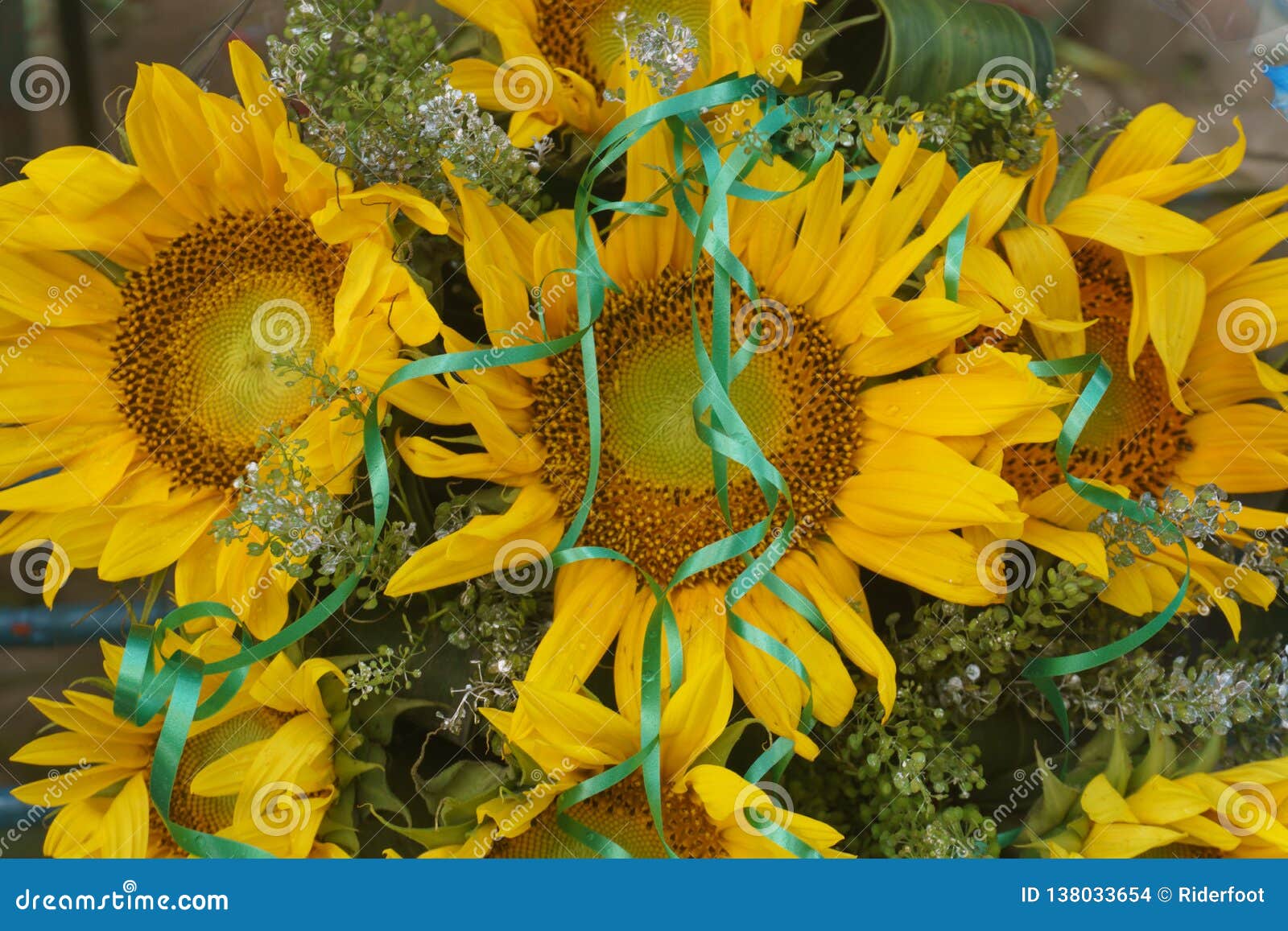Front View of Sunflower Plant Stock Photo - Image of natural, basket ...