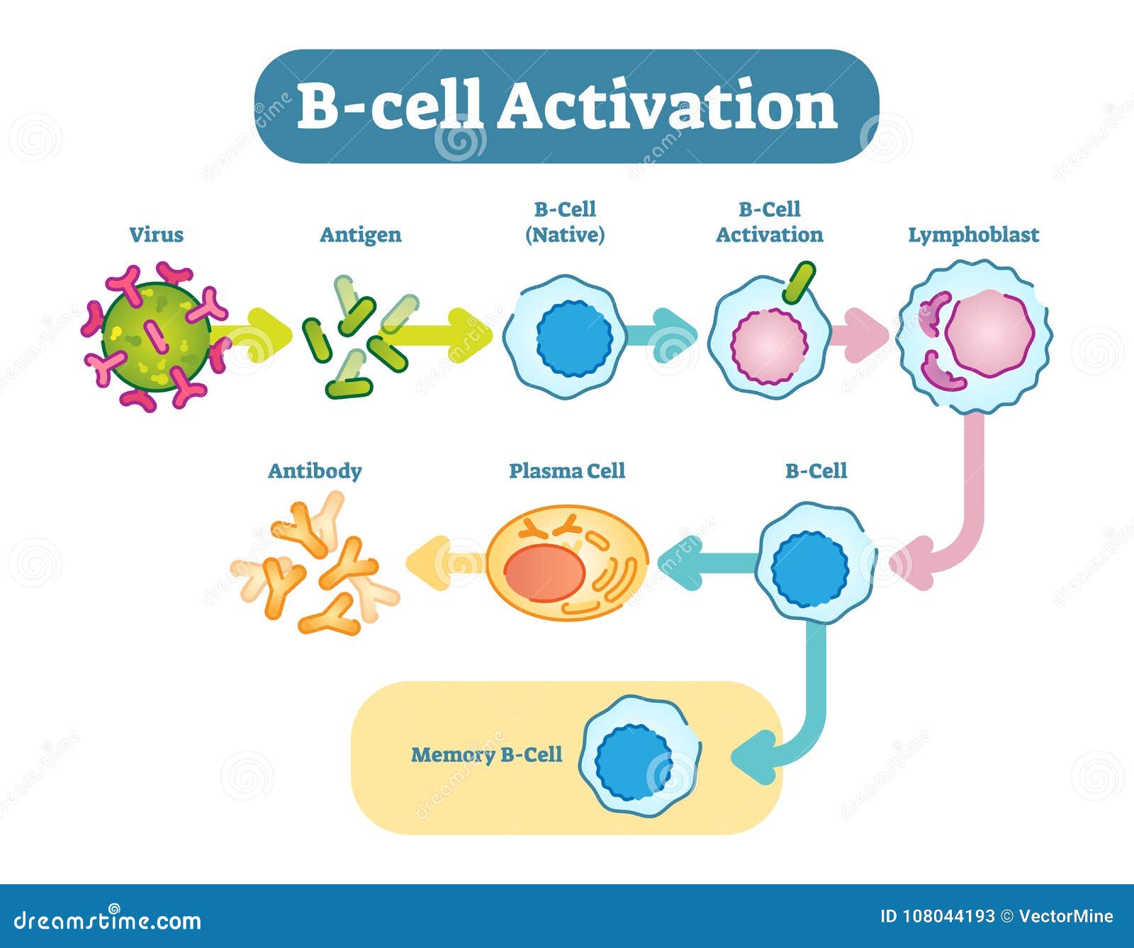 B-cel Activeringsdiagram, Vectorregelingsillustratie Vector Illustratie ...