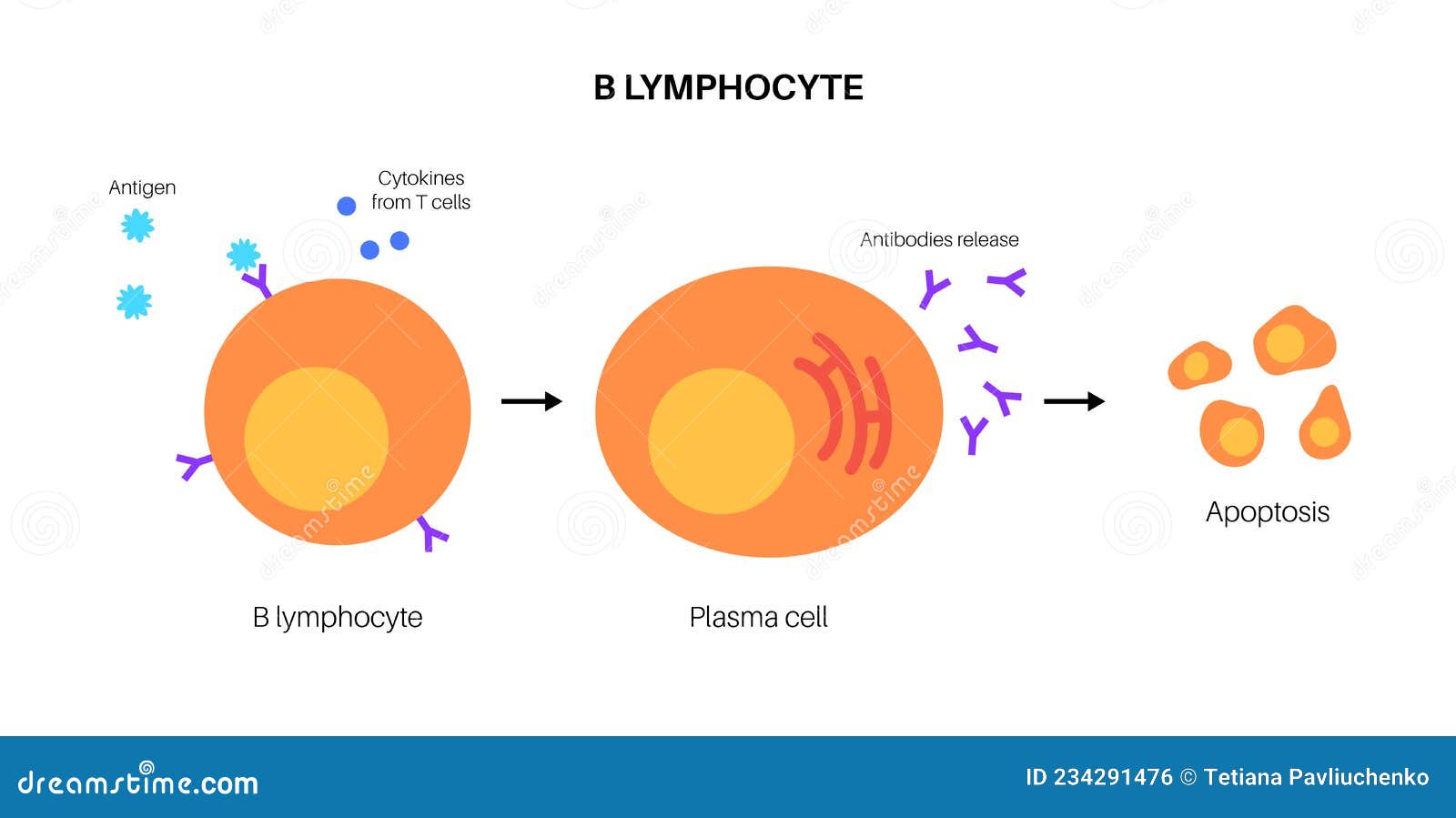 B cell activation stock vector. Illustration of allergen - 234291476
