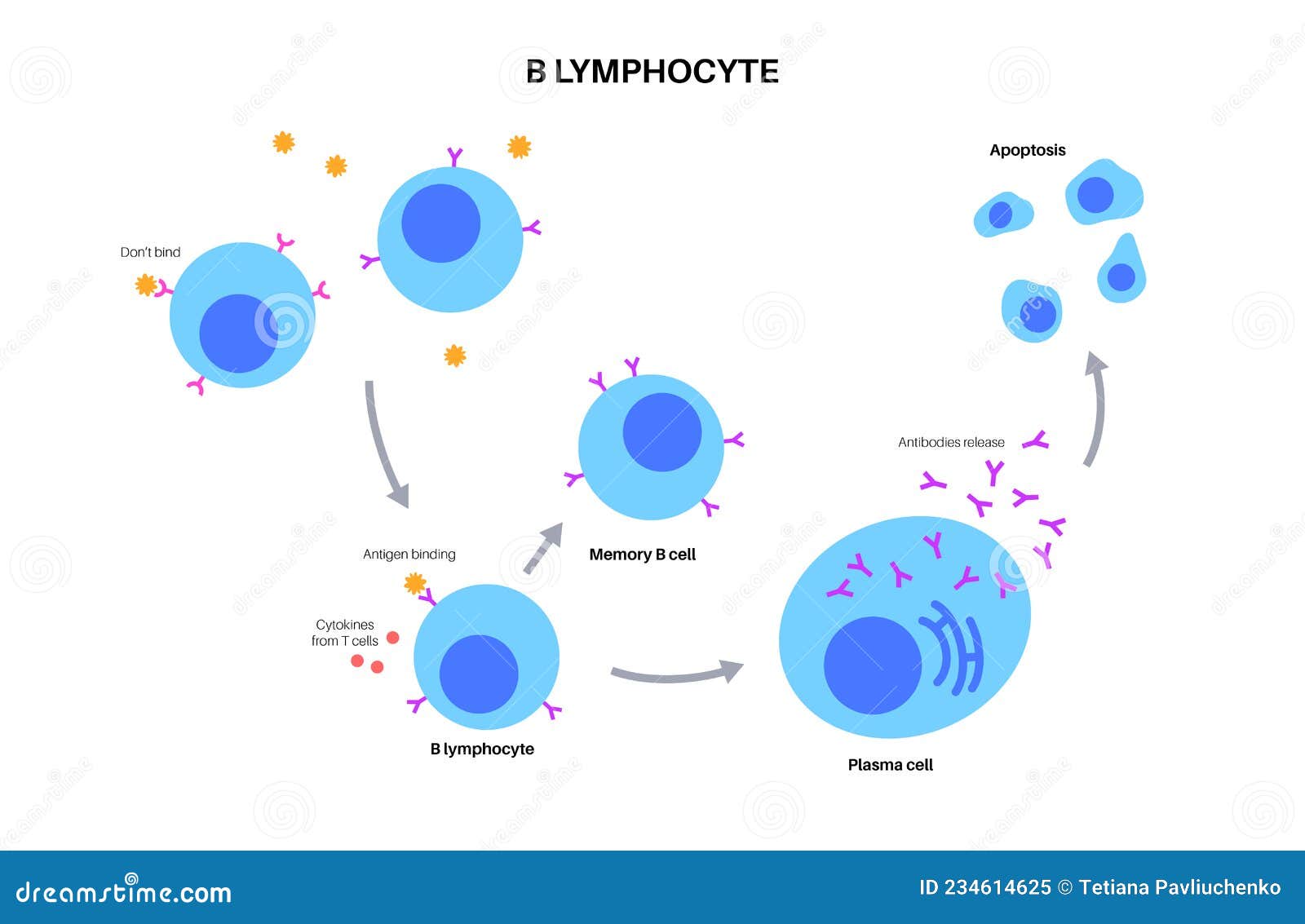 B cell activation stock vector. Illustration of allergy - 234614625 B cell activation stock vector. Illustration of allergy - 234614625