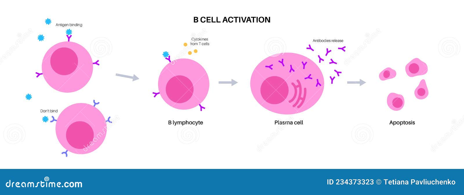 T Cell Activation Diagram, T Lymphpcytes, Helper T-cell And Cytotoxic T ... T Cell Activation Diagram, T Lymphpcytes, Helper T-cell And Cytotoxic T ...