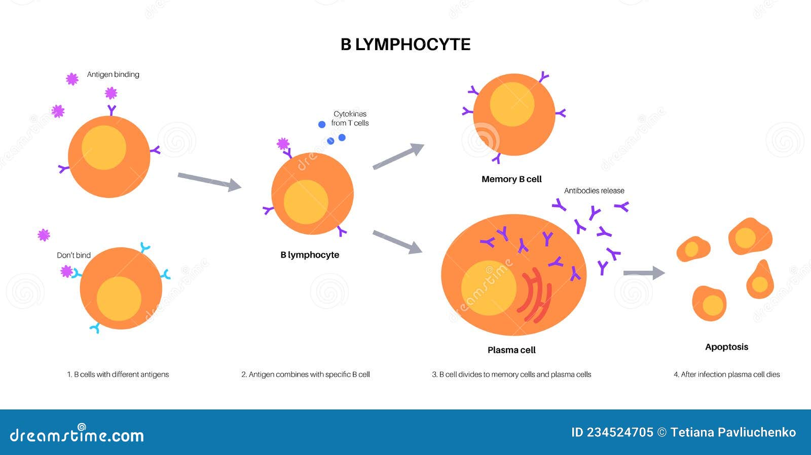 T-Cell Activation Diagram, Vector Scheme Illustration. | CartoonDealer ... T-Cell Activation Diagram, Vector Scheme Illustration. | CartoonDealer ...