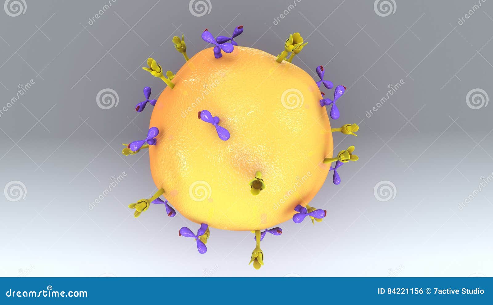 Humoral Immunity. Lymphocyte, Antibody And Antigen Cartoon Vector ...