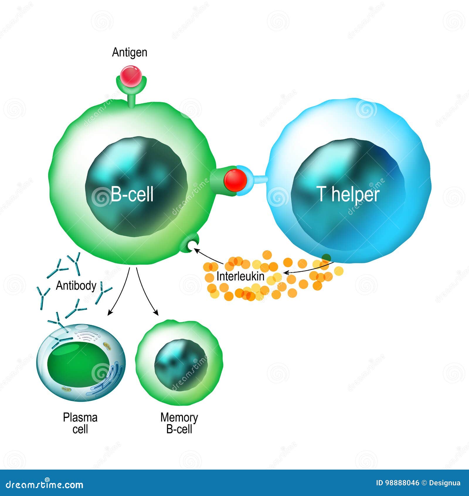 B-cell And T Helper Cells Function. Vector Illustration | CartoonDealer ... B-cell And T Helper Cells Function. Vector Illustration | CartoonDealer ...