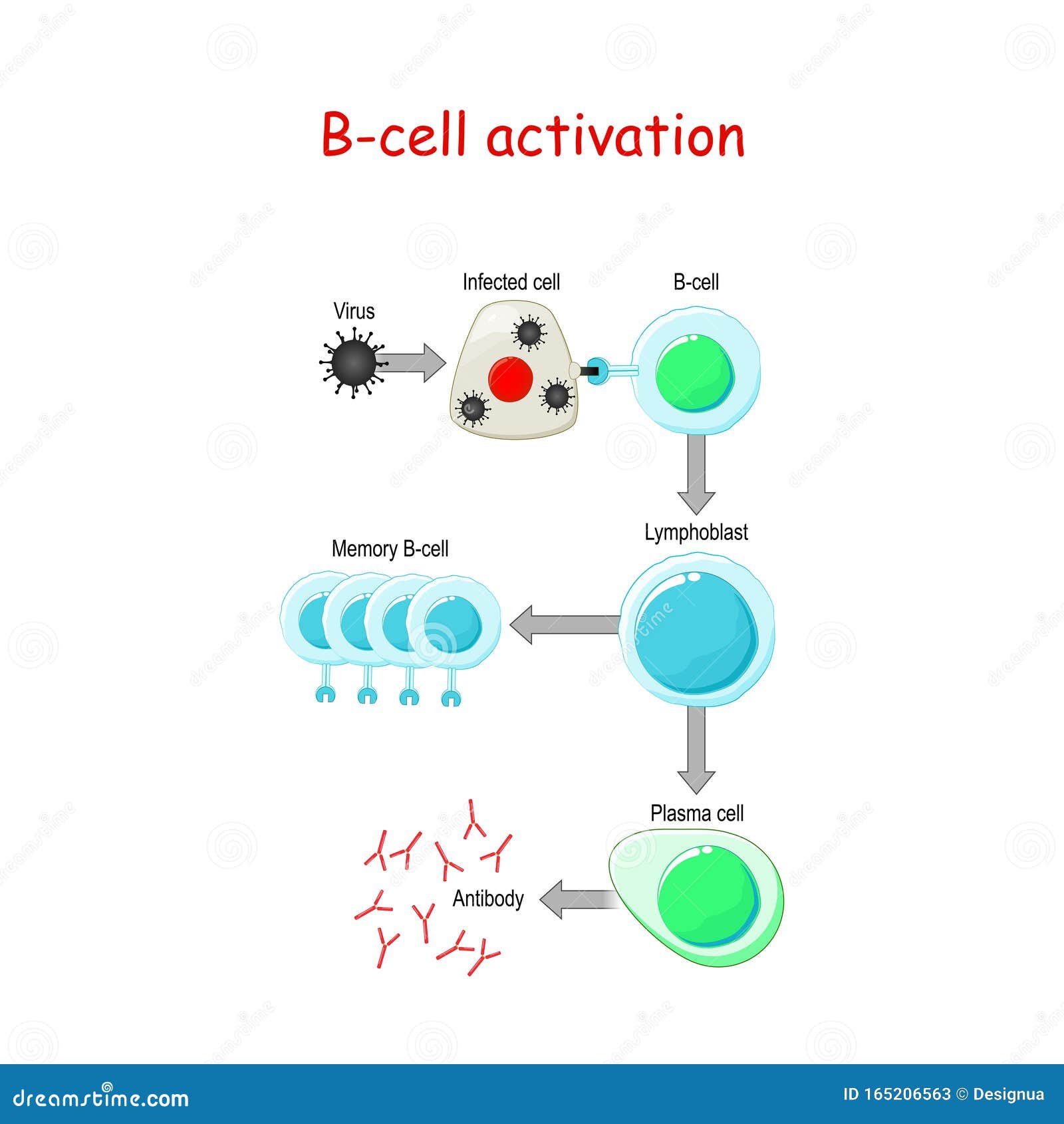 B Cellen Activering B-cel Lymfocyten Vector Illustratie - Illustration ...