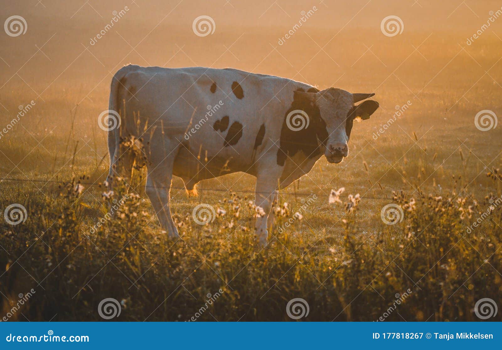 Curious bull at sunrise stock image. Image of young - 177818267