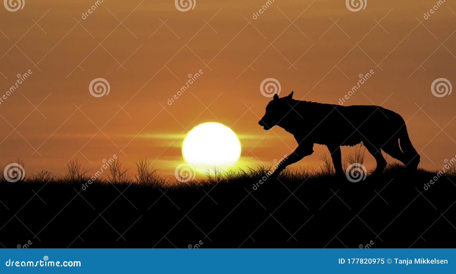 Wolf in sunset stock image. Image of gray, lupus, head - 177820975