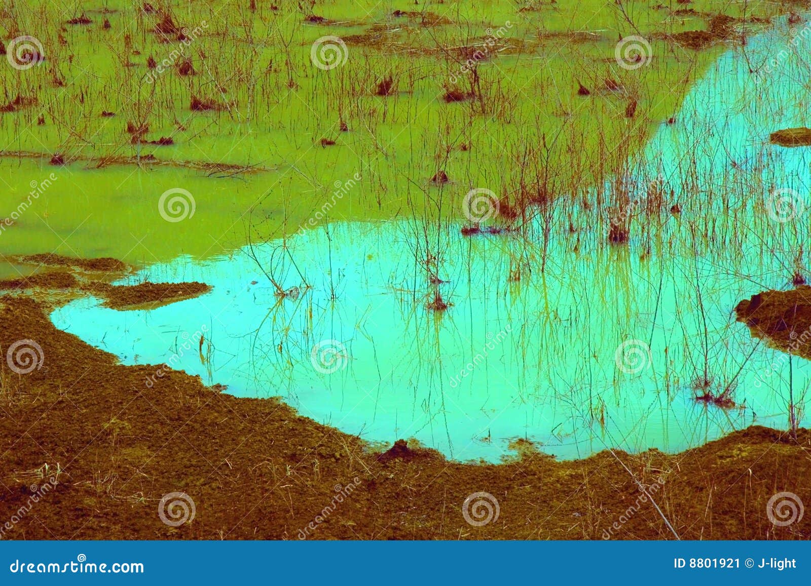 B green swamp stock image. Image of background, environment - 8801921