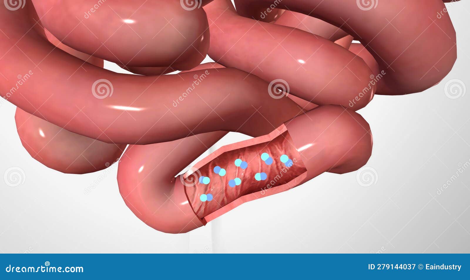 B12 and Intrinsic Factor in the Ileum Stock Illustration - Illustration ...