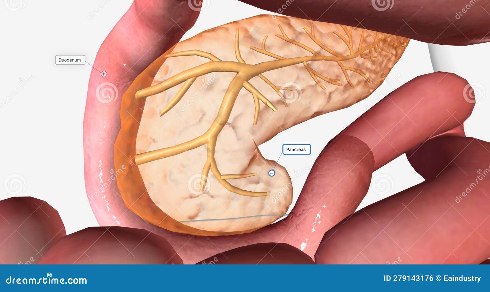 Intrinsic Factor (IF) Protein. Glycoprotein Produced In The Stomach ...