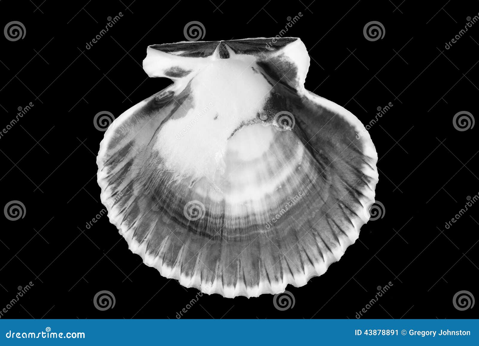 B W Bivalve Shell Stock Photos - Free & Royalty-Free Stock Photos from ...