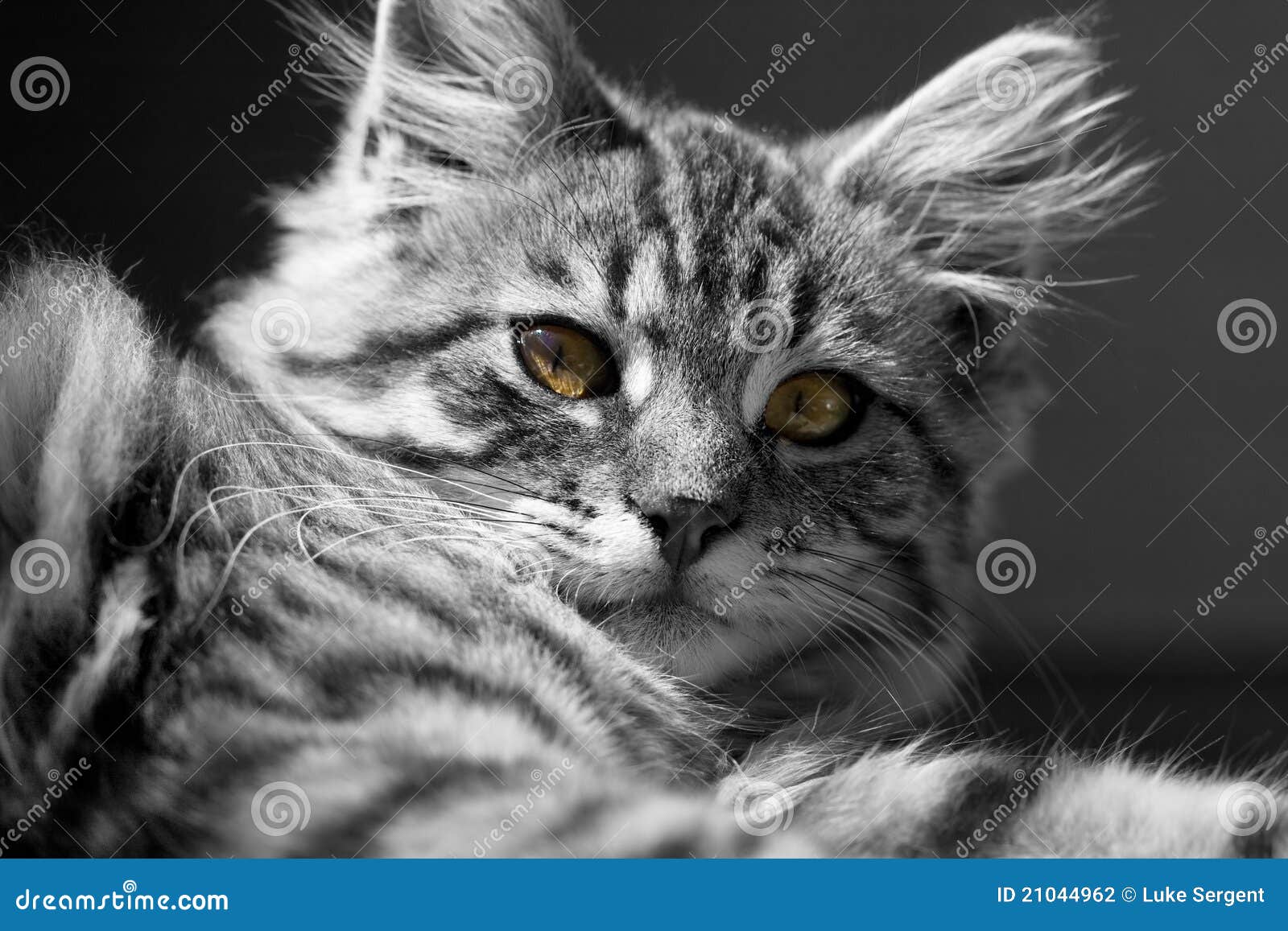 B&w cat stock photo. Image of animal, head, feline - 21044962