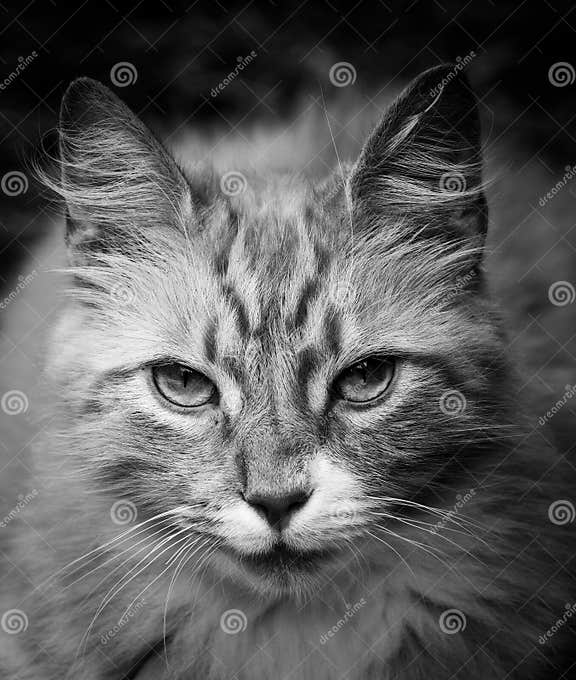 B&W Cat Portrait stock photo. Image of grey, eyes - 7065412