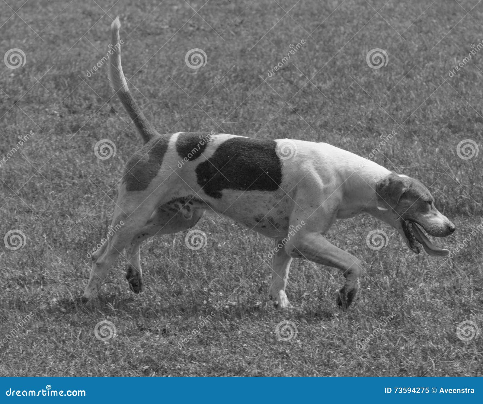 B&W English Pointer Hunting Dog Stock Image - Image of hunting, listen ...