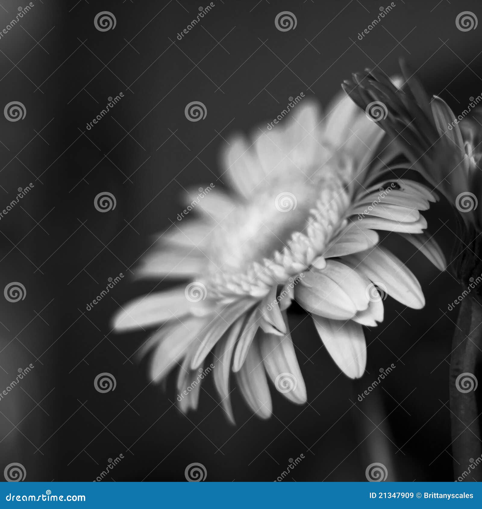 B&W Flower stock image. Image of petals, white, still - 21347909